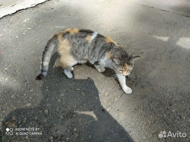 Кошка стерилизованная и котята от другой кошки жду