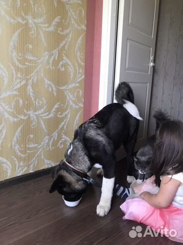 Акита ину америка 3 месяца