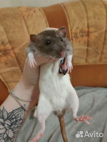 Крысы без клетки (девочки)