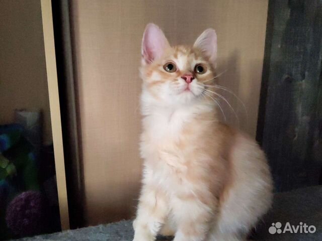 Рыжий котенок в добрые руки