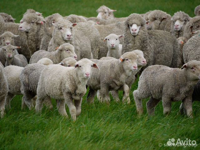 C/х животные овцы бараны