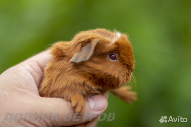 Мальчик американский крестед золотой