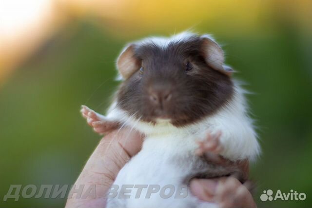 Свинка крестед девочка шоколадная сорока