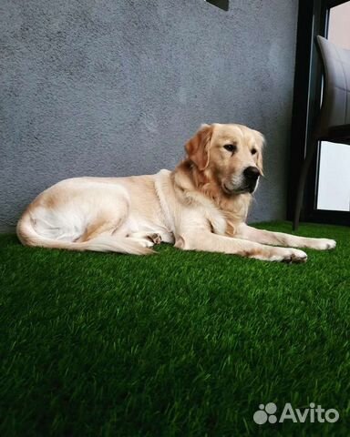 Вязка Голден ретривер мальчик