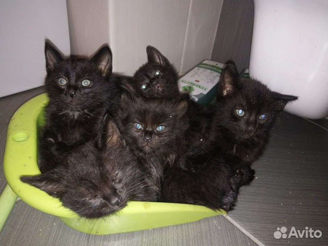Кошка в дар