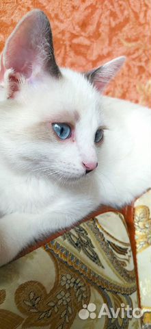 Голубоглазый котенок ищет доброе сердечко