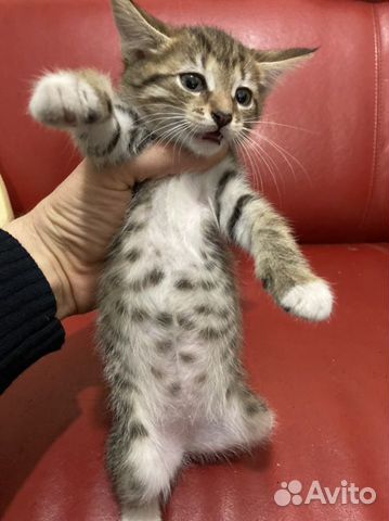 Котенок миленький девочка, бесплатно
