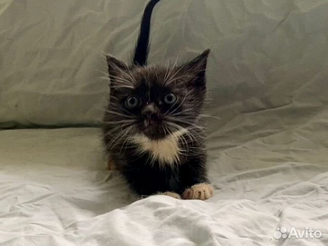 Котенок в хорошие руки