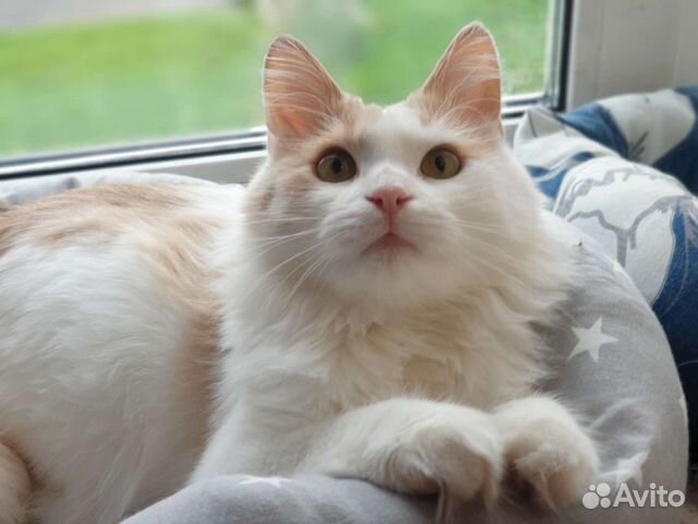 Выброшенный ангел