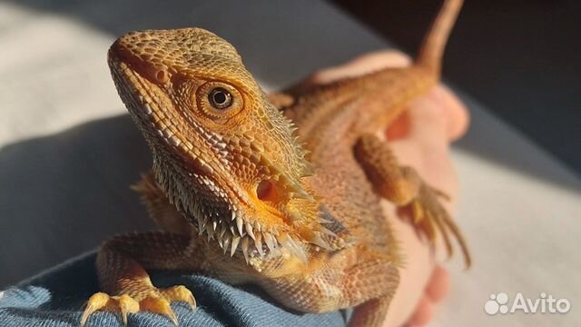 Бородатая агама