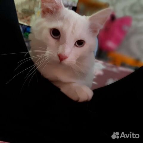 Котята в добрые руки приучены к лотку