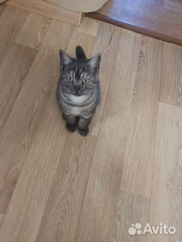 Британский котик