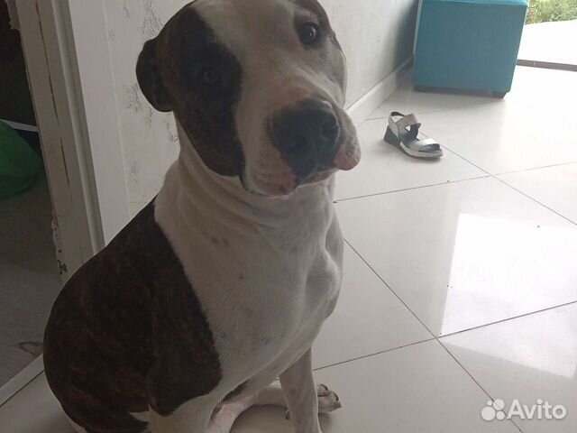 Питбультерьер