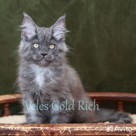 Голубой дымный котик