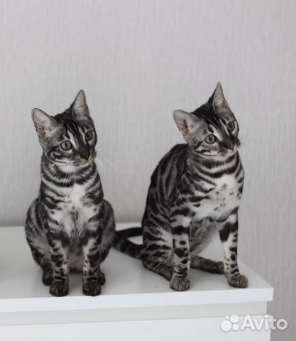 Бенгальские мальчики