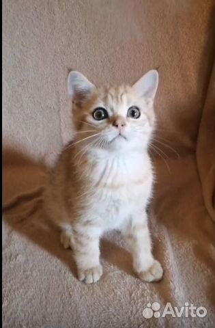 Золотой котёнок скоттиш страйт