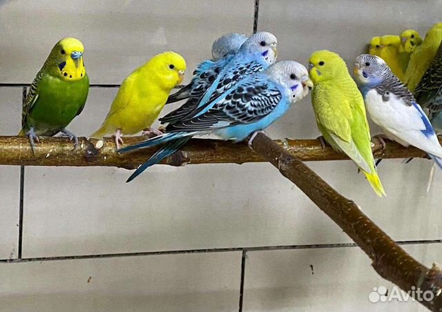 Волнистые попугаи оптом