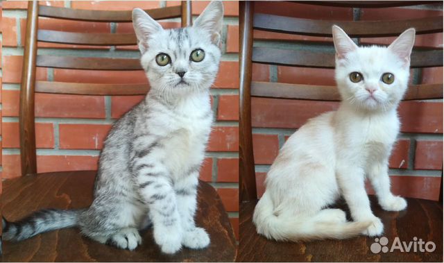 Котята кастраты
