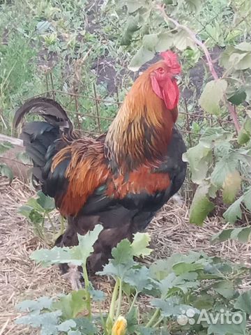 Семья: куры и петух (на племя)