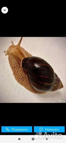 Улитка аххатина