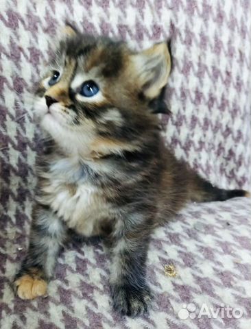 Кошка в дар