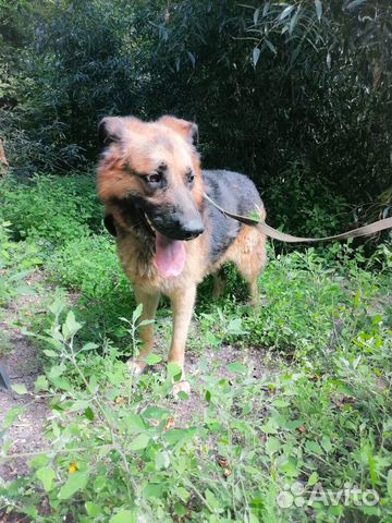 Пёс Рэй в добрые руки