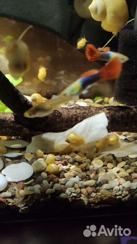 Улитки ампулярии