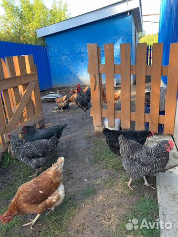 Куринная семья