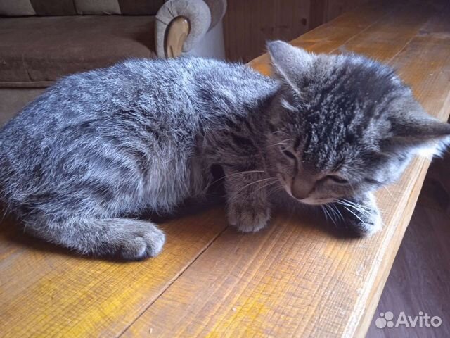 Кошки в добрые руки бесплатно