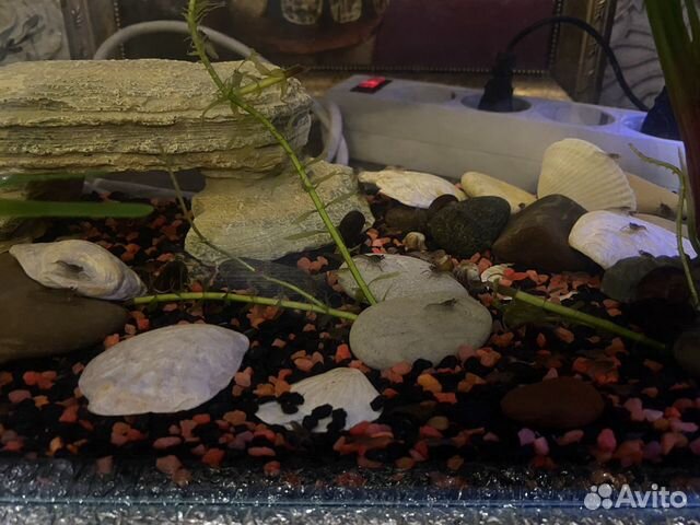 Рачки праморного рака