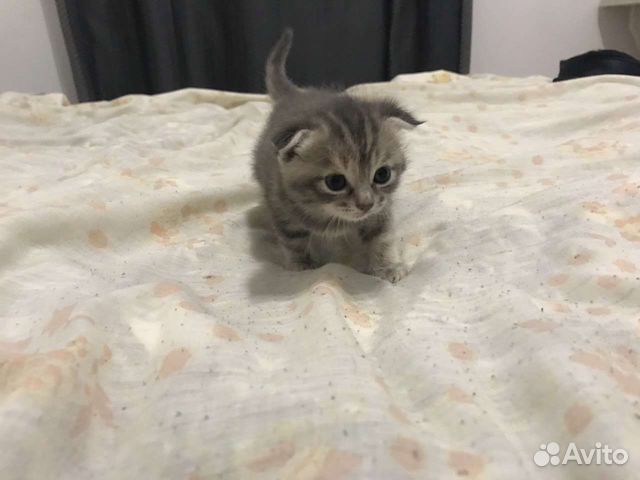 Вислоухие котята