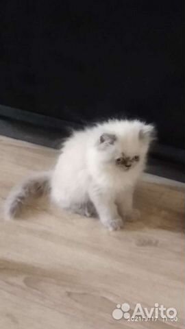 Гималайская девочка блю