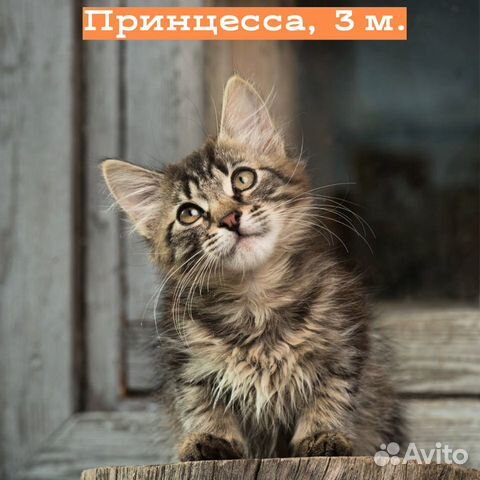 Котёнок принцесса, 2.5 мес, серого окраса