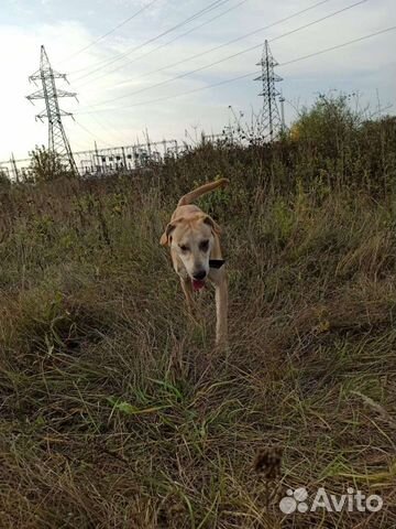 Собаки бесплатно в добрые руки