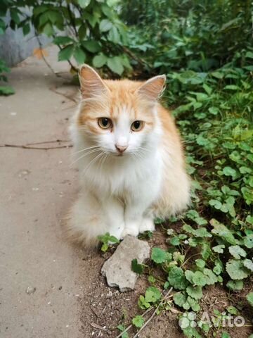 Кошка