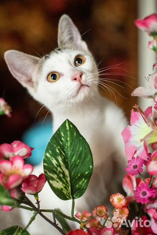 Белая изящная красавица Белочка в дар