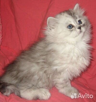 Шотладская хайленд страйт