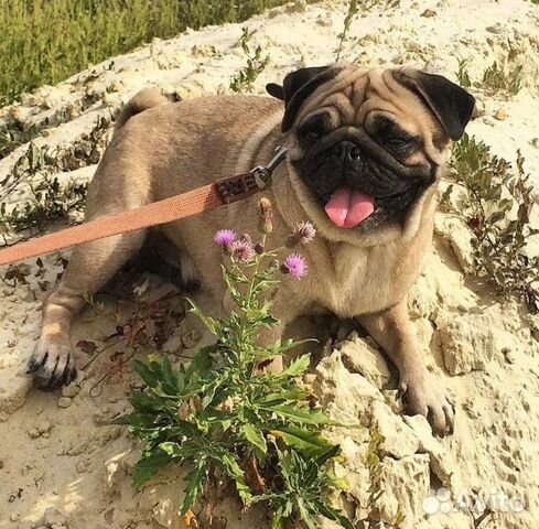 Взрослая молодая девочка