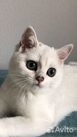 Британские шиншиллы чистокровные котята