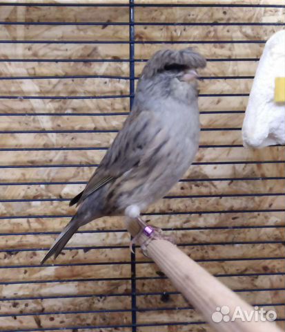 Канарейка глостер