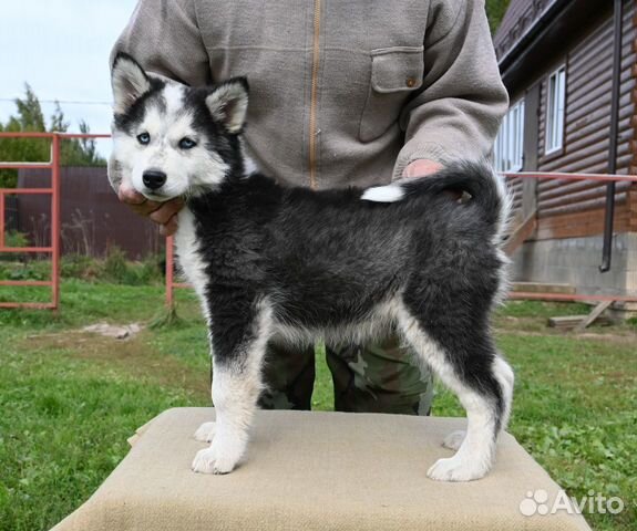 Мальчик якутской лайки