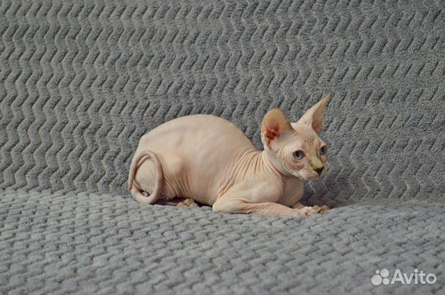 Миниатюрная девочка