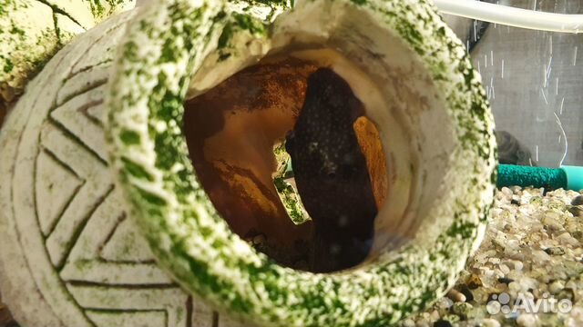 Аквариумные рыбки и креветка бесплатно