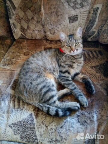 В добрые руки)