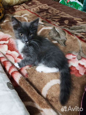 Котенок в приюте