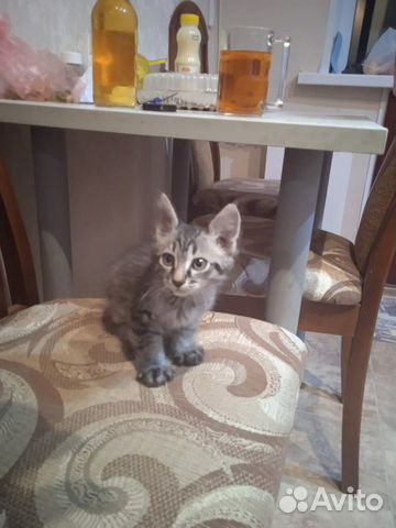 Котенок в добрые ручки