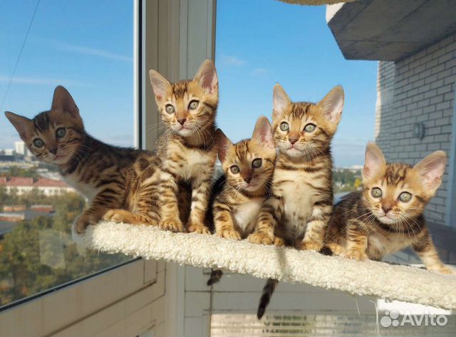Бенгальские яркие котята