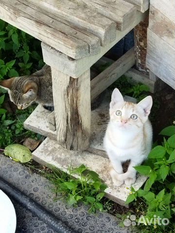 Котята, котенок охотник в добрые руки