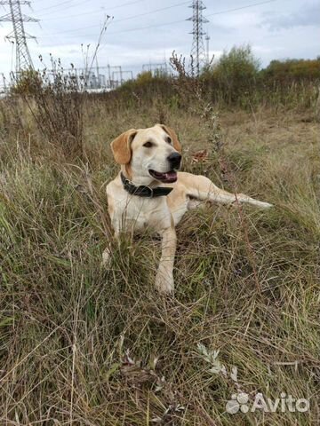 Собака защитница в дар