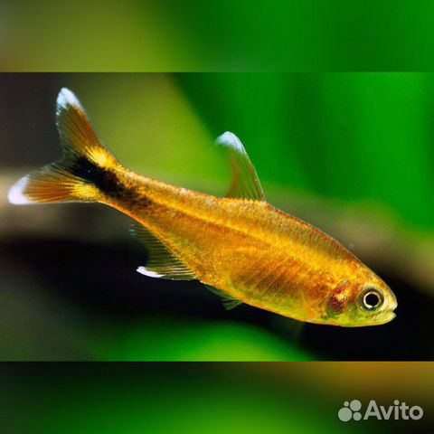 Тетры медные